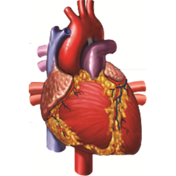 Doctor Orthopaedic Goosefoot (Pes Anserine) Bursitis Of The Knee Near ...
